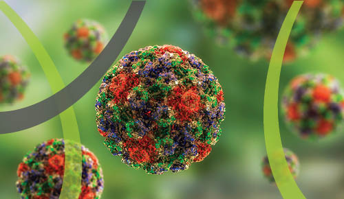 Das Humane Papillomavirus (HPV): Was Sie wissen sollten! - Tristel ...